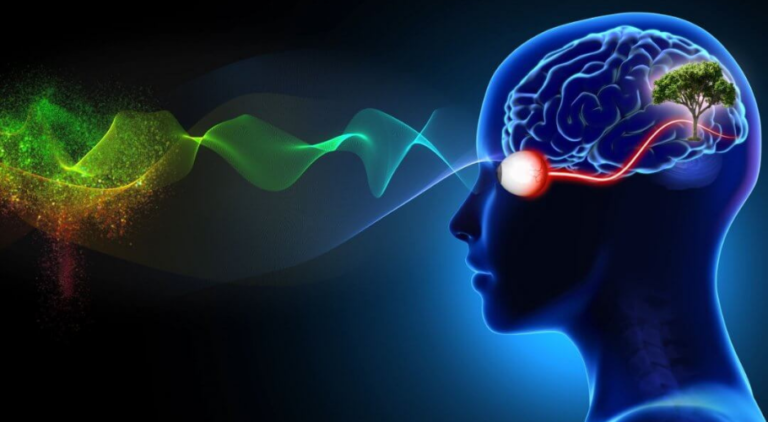 The Five Senses - Oodo Optical